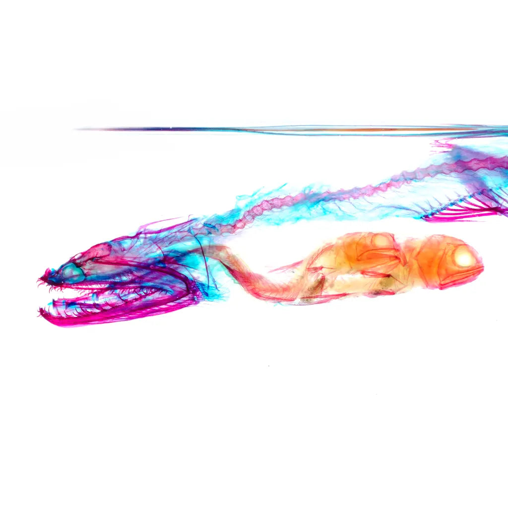 Transparent specimen of that fish, small-fin sicklefish fish specimen ...